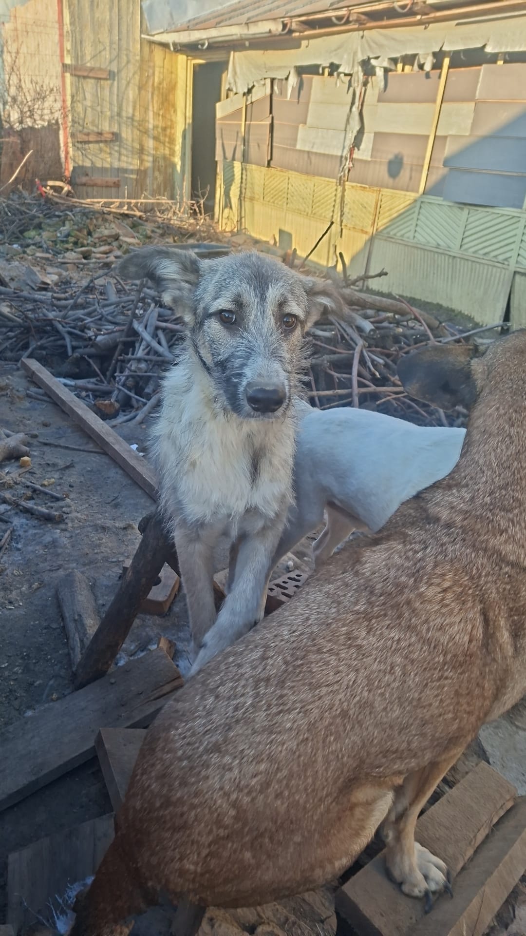 Astrid – Tierschutzgruppe-Herzensmenschen